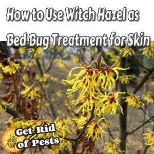 How-to-Use-Witch-Hazel-Bed-Bug-Treatment-for-Skin ...